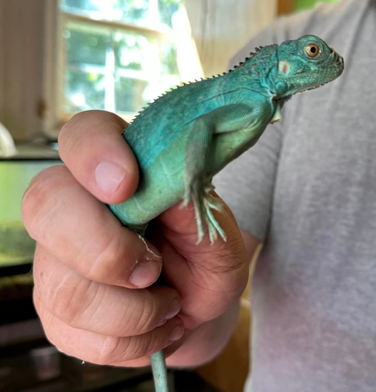 Blue Green Iguana by Reptiles on the Ridge