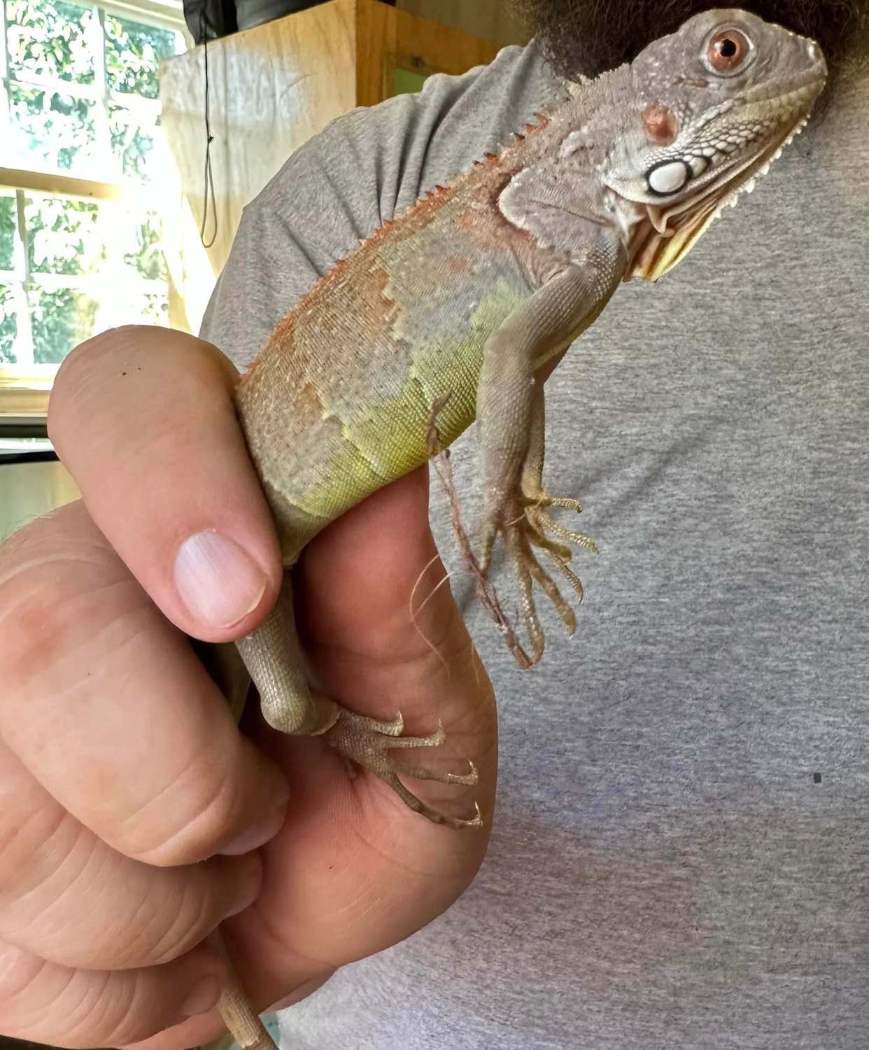 Purple Passion Green Iguana by Reptiles on the Ridge - MorphMarket