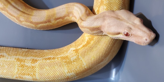 Sharp Purple Keltic Albino Boa Constrictor by MintBoas