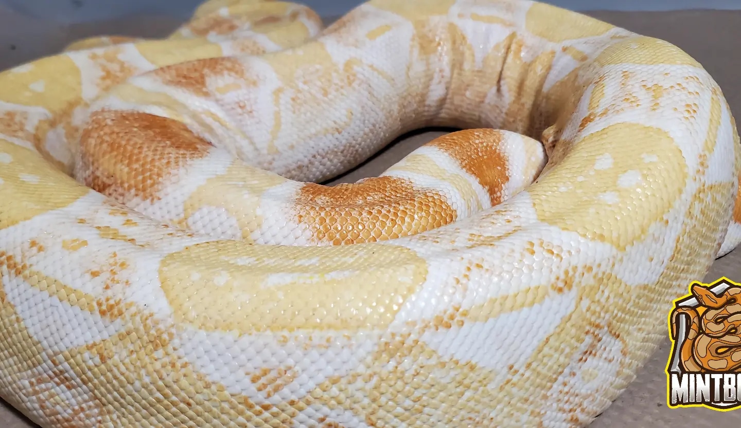 Red Pastel Sharp Albino Boa Constrictor by MintBoas - MorphMarket