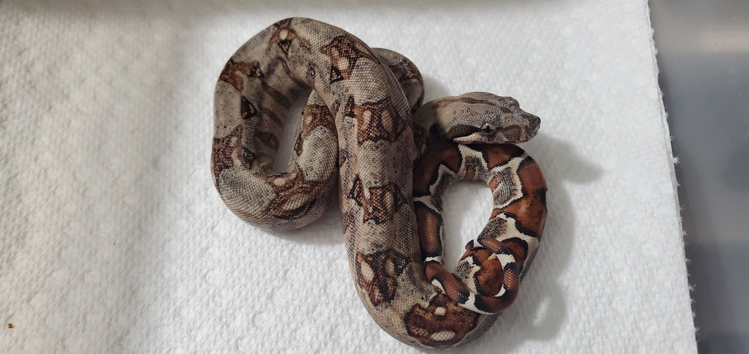 Het Albino (Kahl) Het Blood Jungle Boa Constrictor by MintBoas ...