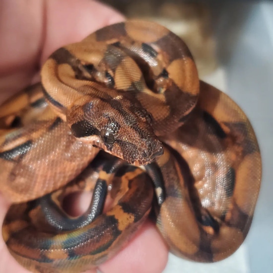Blood Het Albino Sharp Boa Constrictor by MintBoas