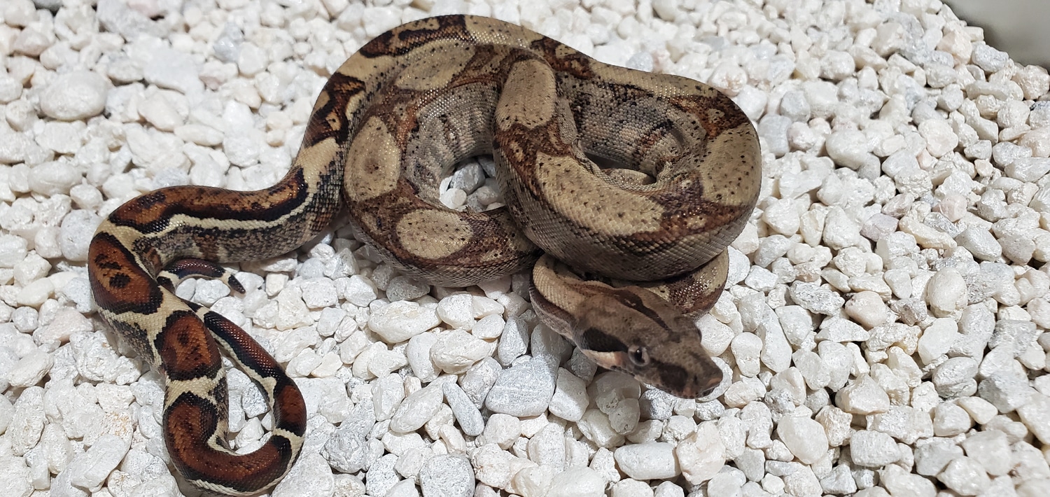 DH Red Dragon Boa Constrictor by MintBoas - MorphMarket