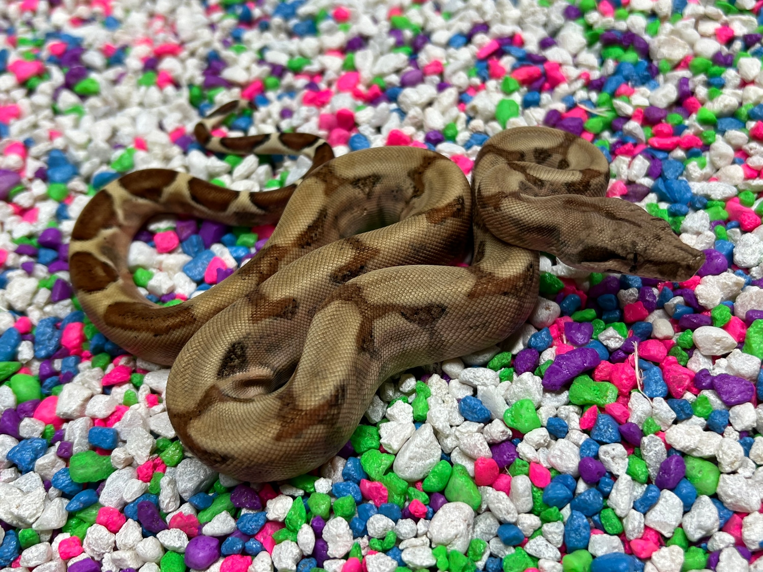 Hypo Jungle Het Blood Boa Constrictor by MintBoas - MorphMarket