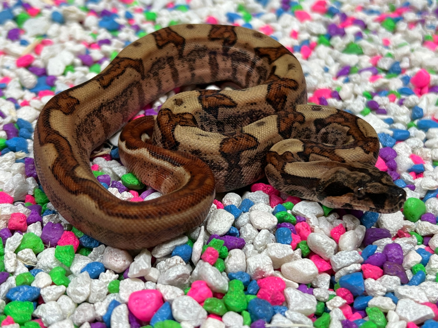 IMG Hypo Jungle Het Blood Boa Constrictor by MintBoas - MorphMarket