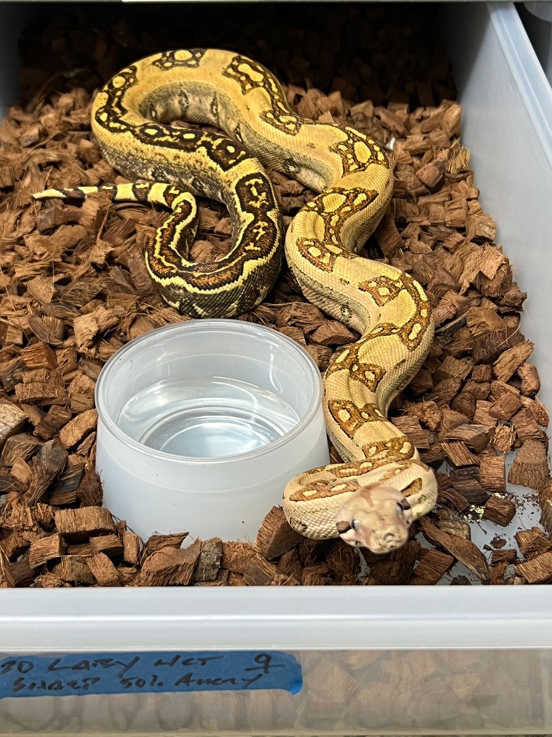 Labyrinth Het Sharp 50% Anery Boa Constrictor by MintBoas - MorphMarket