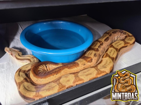 PDMT Hypo Key West Motley Female Boa Constrictor by MintBoas