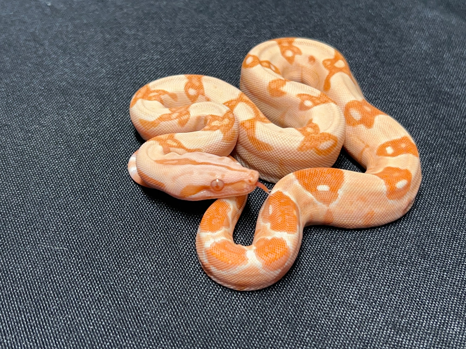 Sunglow Albino (Kahl) Het Blood
