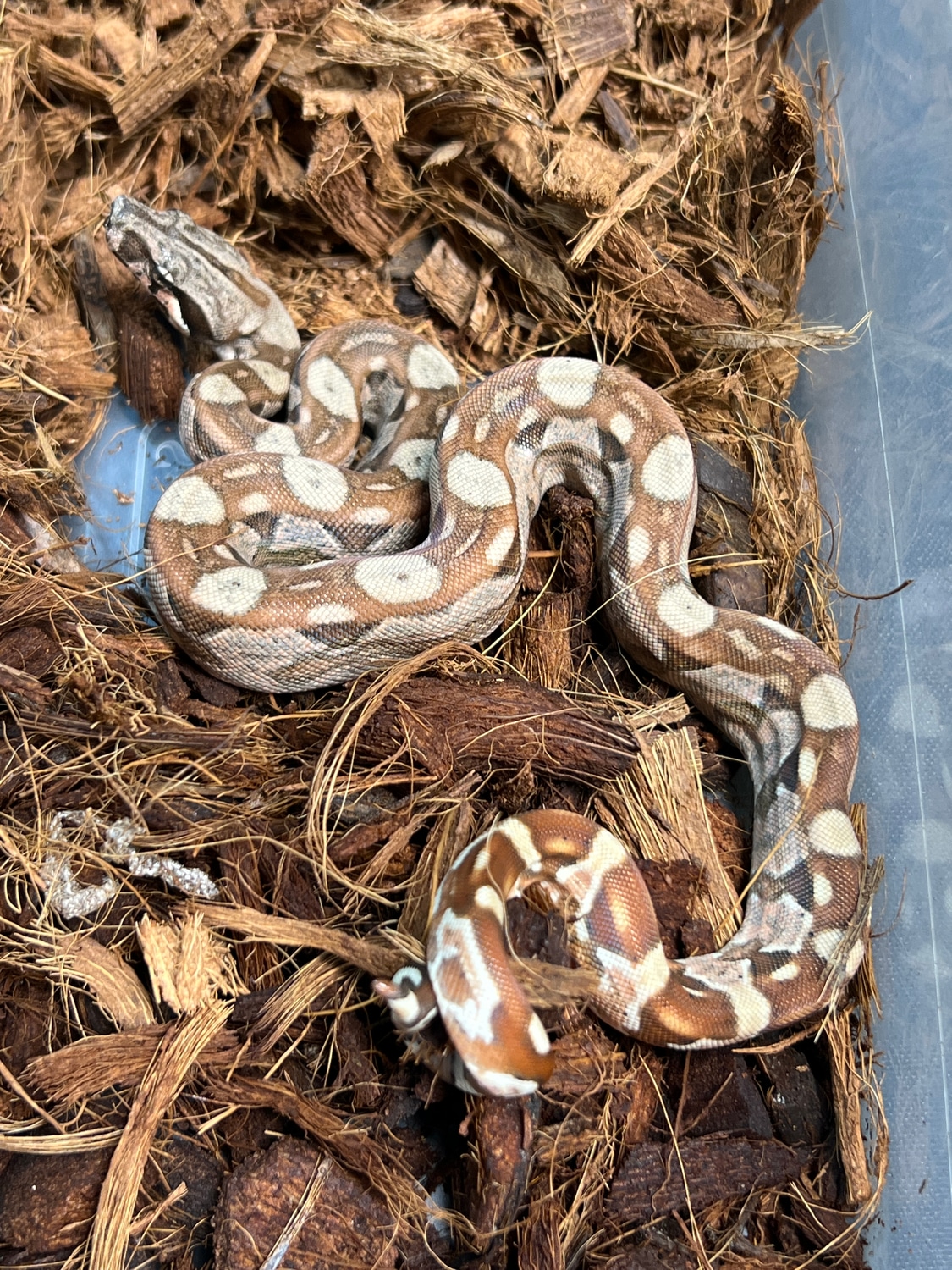 Aztec hypo Het Albino (Sharp) Red Pastel