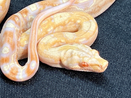 Aztec Sharp Albino Boa Constrictor by MintBoas