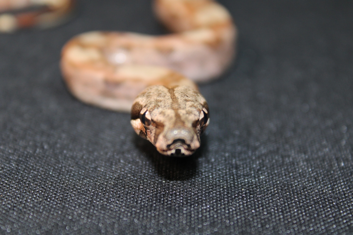 Aztec Hypo Het Albino (Sharp) Red Pastel