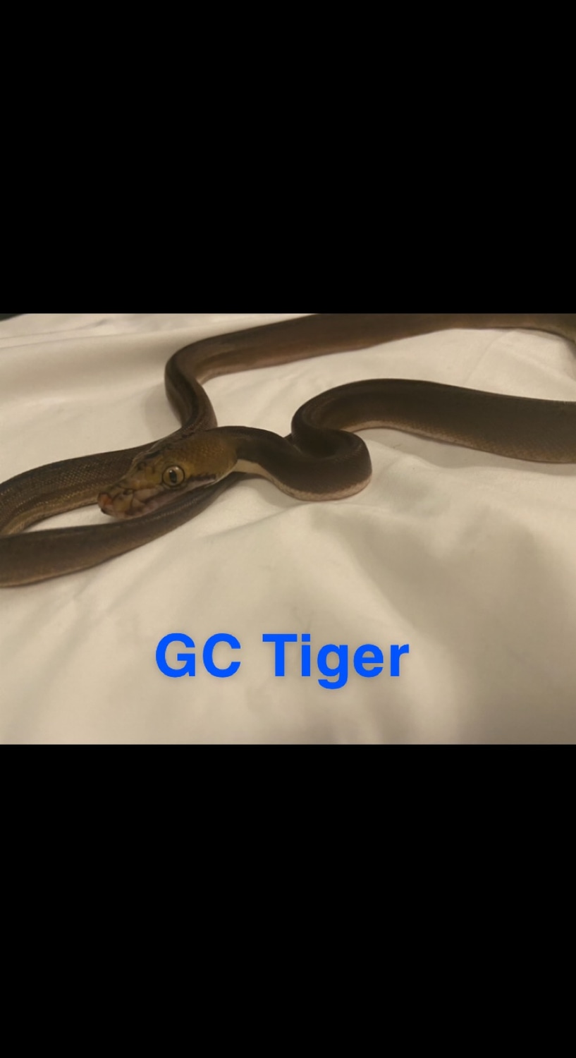 Goldenchild Tiger Double Het Purple/Amel Reticulated Python by Tim ...