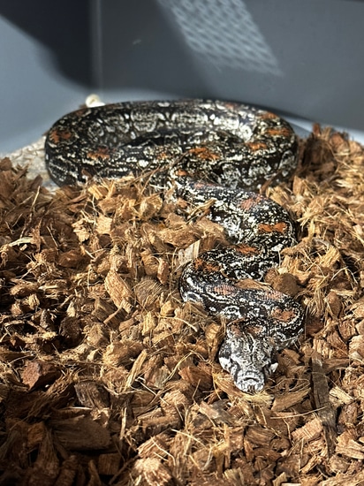 2020 Maxx Pink Argentine Boa Produced By Ancient Reproductions Boa ...