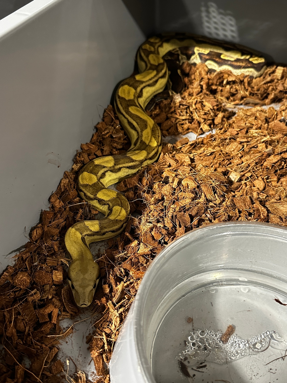 Motley Boa Boa Constrictor by McCabe Acres Reptiles - MorphMarket