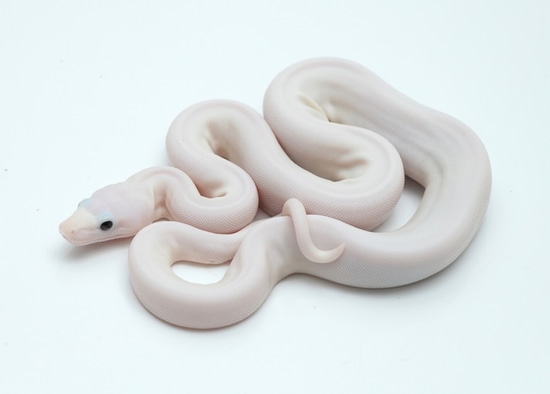 Super Fire Princess Diamond Leucistic (C22LF1) Boa Constrictor by ...