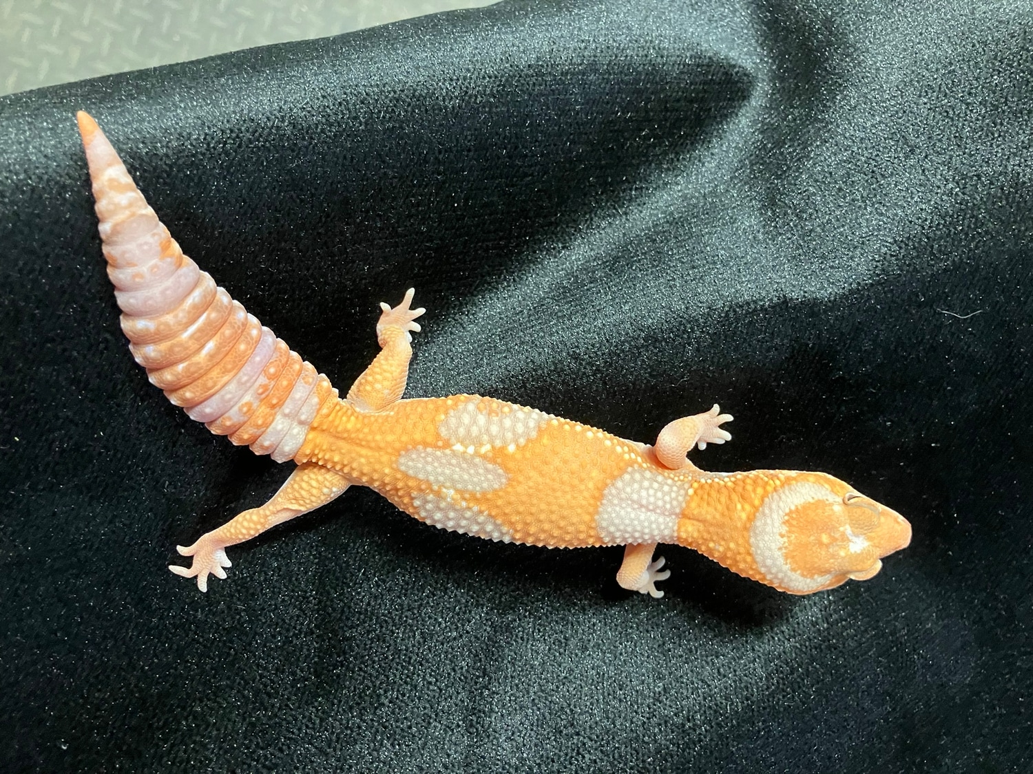 Aberrant Tangerine Albino (Amelanistic) African Fat-tailed Gecko