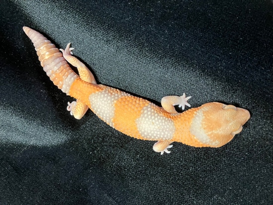 Tangerine Albino (Amelanistic) African Fat-tailed Gecko African Fat ...