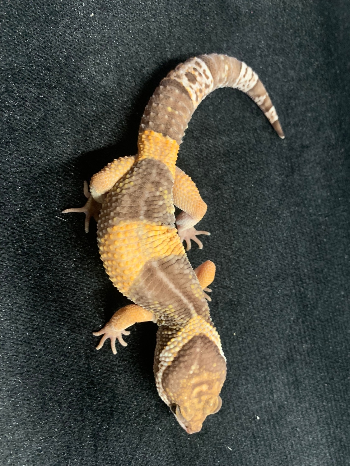 1.1 East Indian Leopard Geckos - Eublepharis hardwickii