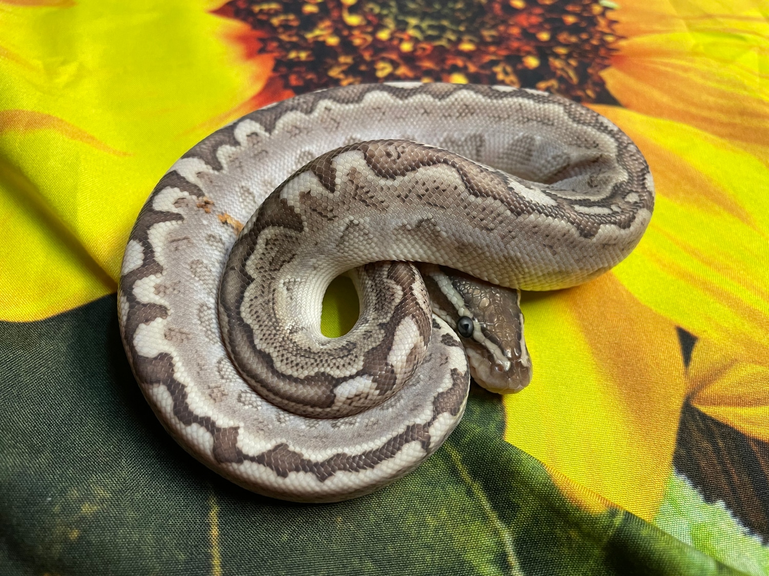 Bamboo HRA Ball Python by Lovely Beasts - MorphMarket