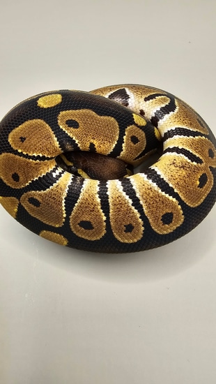 Normal 50% Het Axanthic Vpi Poss Het G-stripe Ball Python by J.A.C Royals