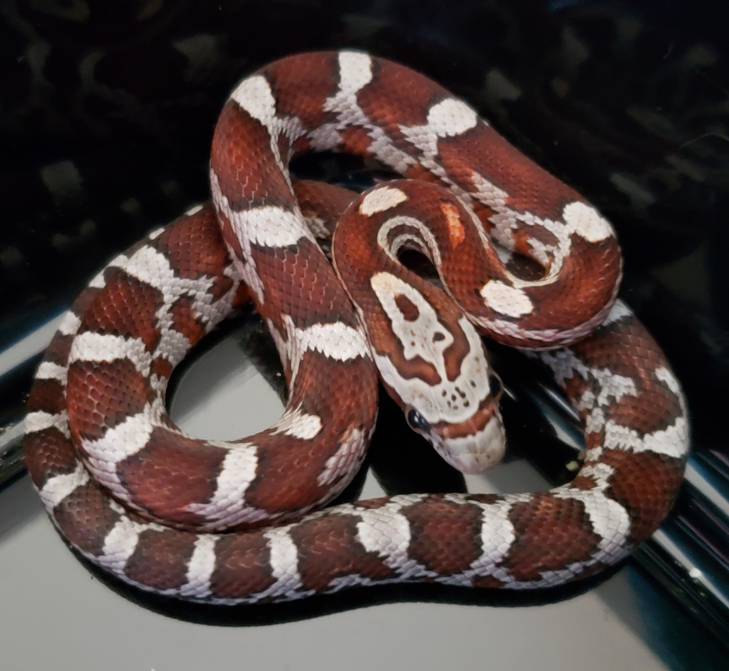 Normal Het Cinder, Sunkissed, Amel, Caramel, Diffused Corn Snake by ...