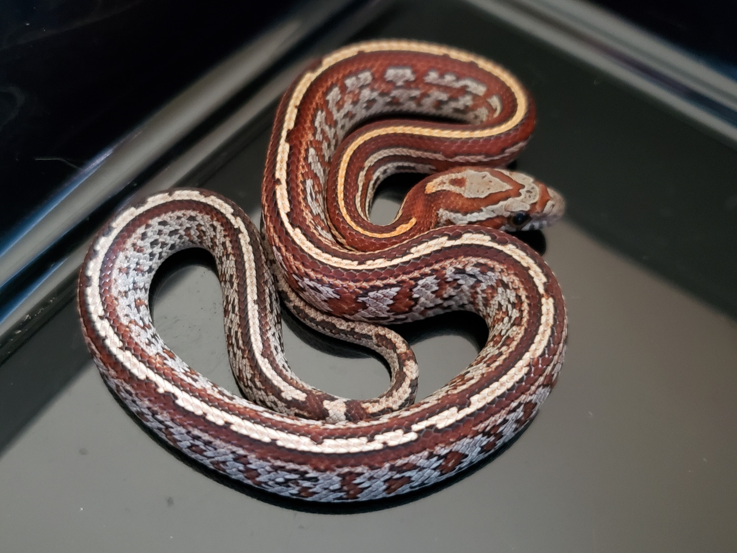 Tessera Het Diffused Saffron Ph Cinder, Motley Corn Snake by Cactus ...