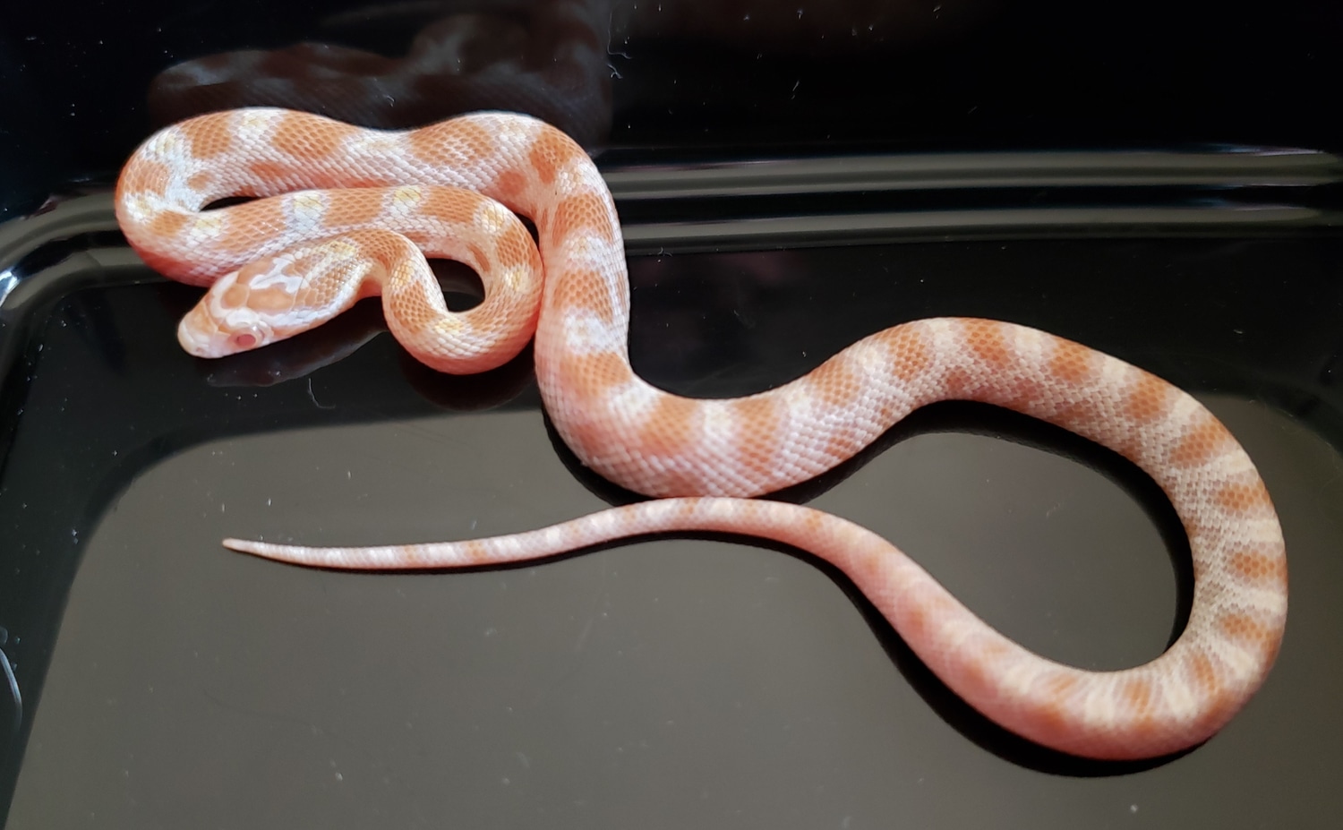 Butter Het Motley Ph Diffused, Sunkissed Corn Snake by Cactus Corns ...