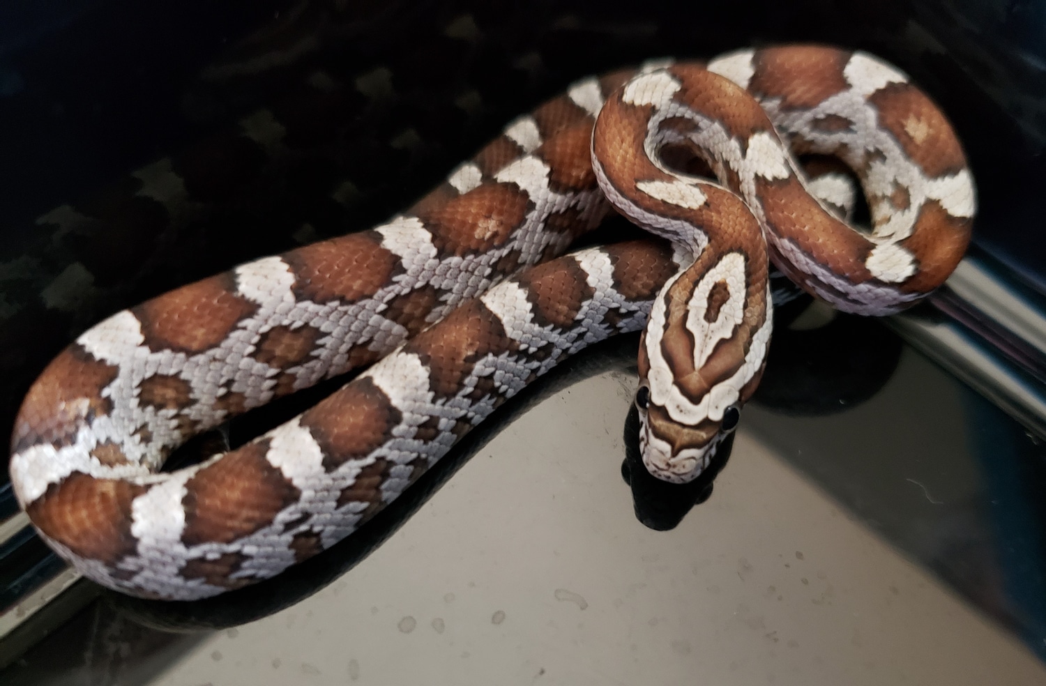Normal Het Butter Motley Corn Snake by Cactus Corns & Constrictors ...