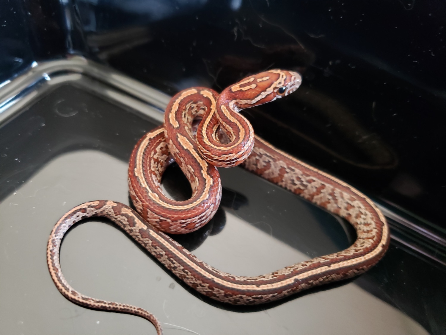 Tessera Het Lavender, Sunkissed, Diffused Corn Snake by Cactus Corns ...