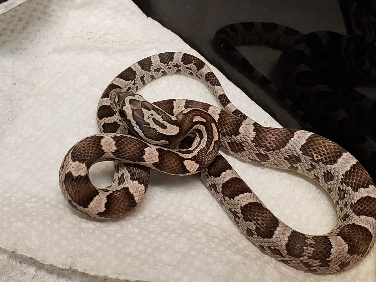 Red Factor Anery Het Motley Ph Hypo Corn Snake by Cactus Corns ...