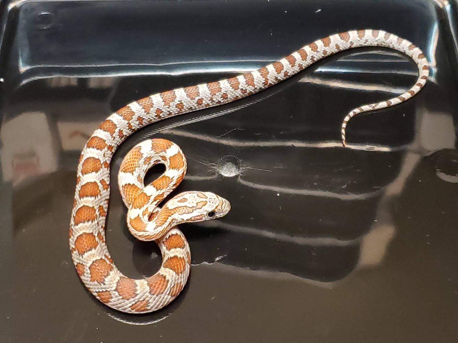 Normal Het Sunkissed, Cinder, Lava, Diff Ph Lavender, Amel Corn Snake ...