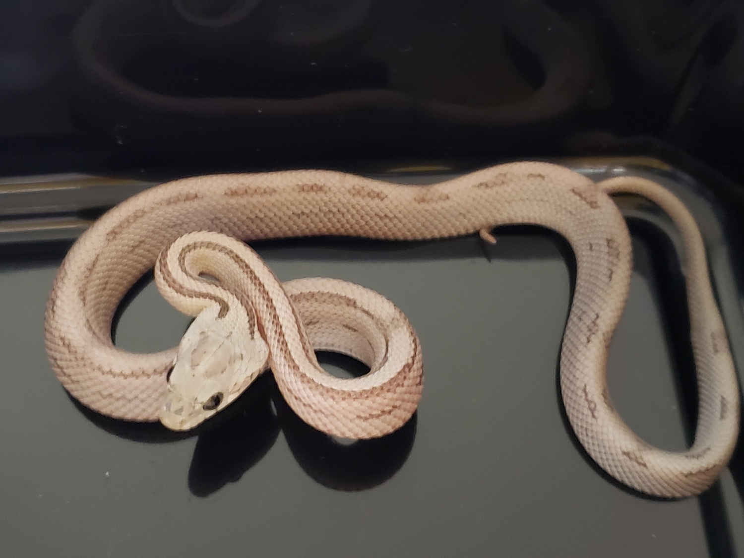 Red Factor Anery Motley Het Hypo, Amel Corn Snake by Cactus Corns ...