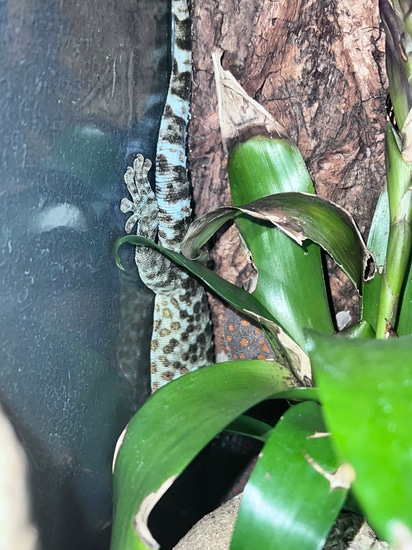 Granite Tokay Female Tokay Gecko by Inside a tiny jungle