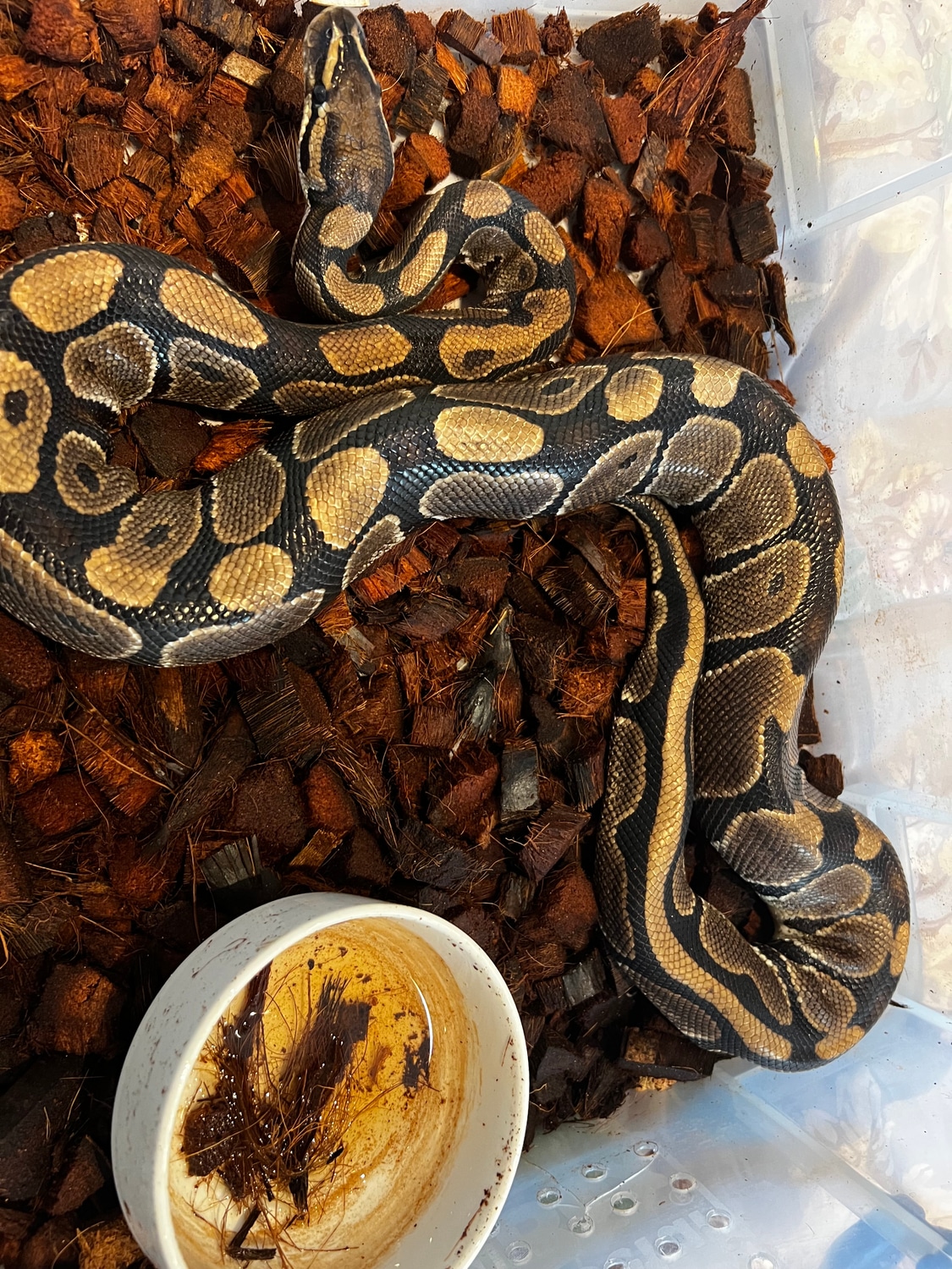 Female Normal Poss Yellow Belly Ball Python by Tiny Terra - MorphMarket