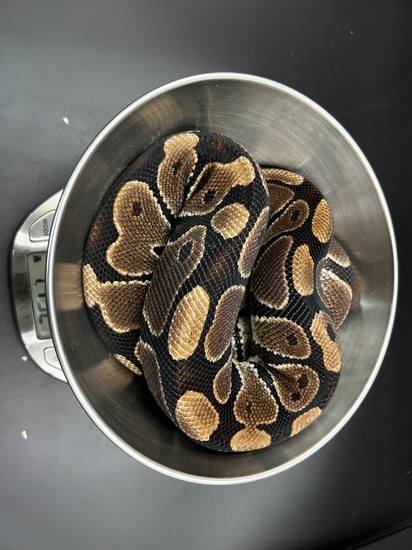 Normal Ball Python by Tiny Terra