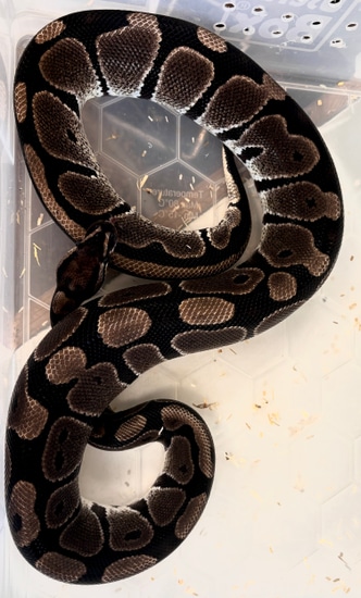 VPI Axanthic, Calico Ball Python by Tiny Terra