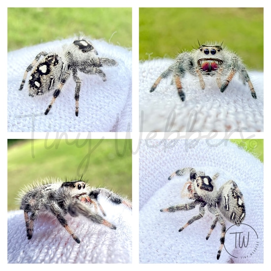 Aspen - Bahama/White Phase Phidippus Regius, I9 Jumping Spider by Tiny ...