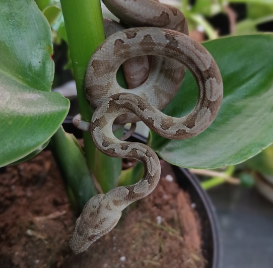 Baby Annulated Tree Boa (Corallus Annulatus) by RMB Reptiles