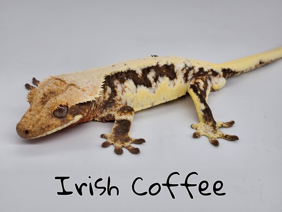 Irish Coffee Crested Gecko by Tipsy Scales