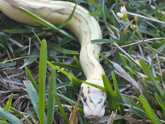 Enchi Vanilla Scream Ball Python by Tipsy Scales