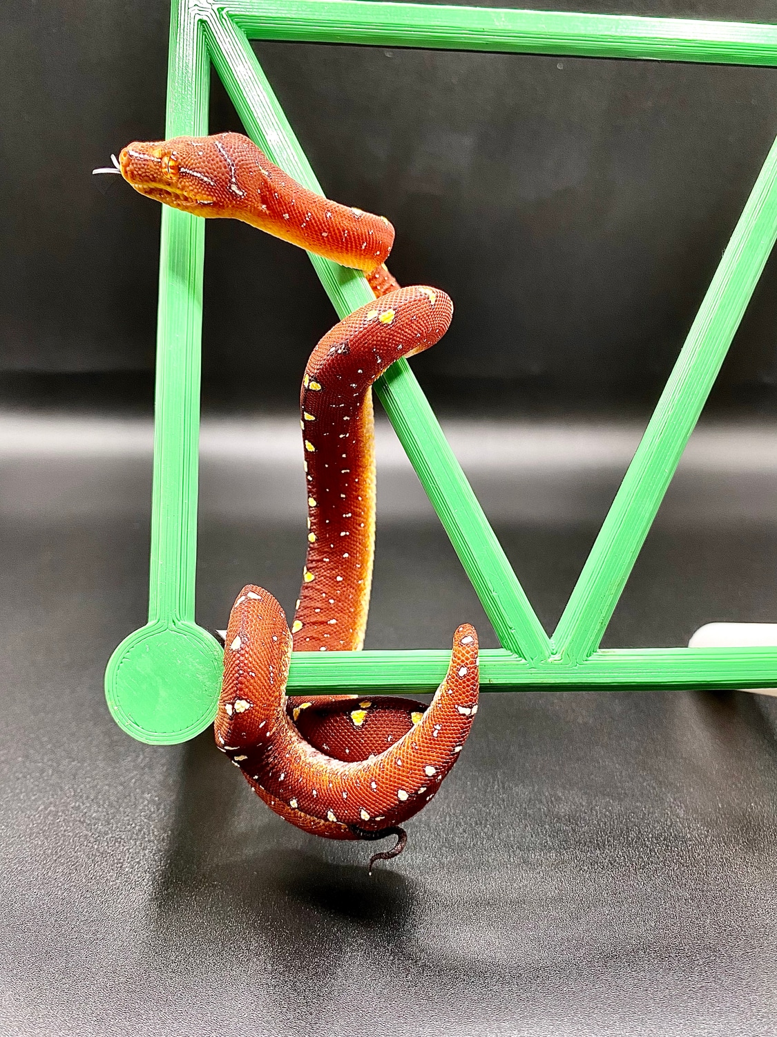 USCB 2022 Sorong X Biak Green Tree Python by Mongrel Reptiles - MorphMarket