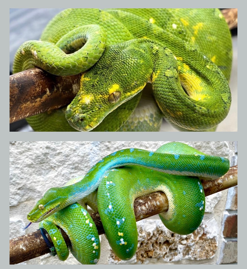 USCB 2022 Sorong X Biak Green Tree Python by Mongrel Reptiles - MorphMarket