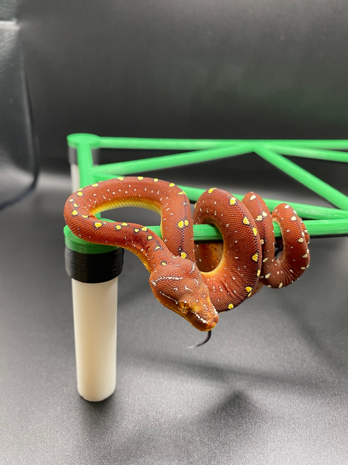USCB 2022 Sorong X Biak Green Tree Python by Mongrel Reptiles - MorphMarket
