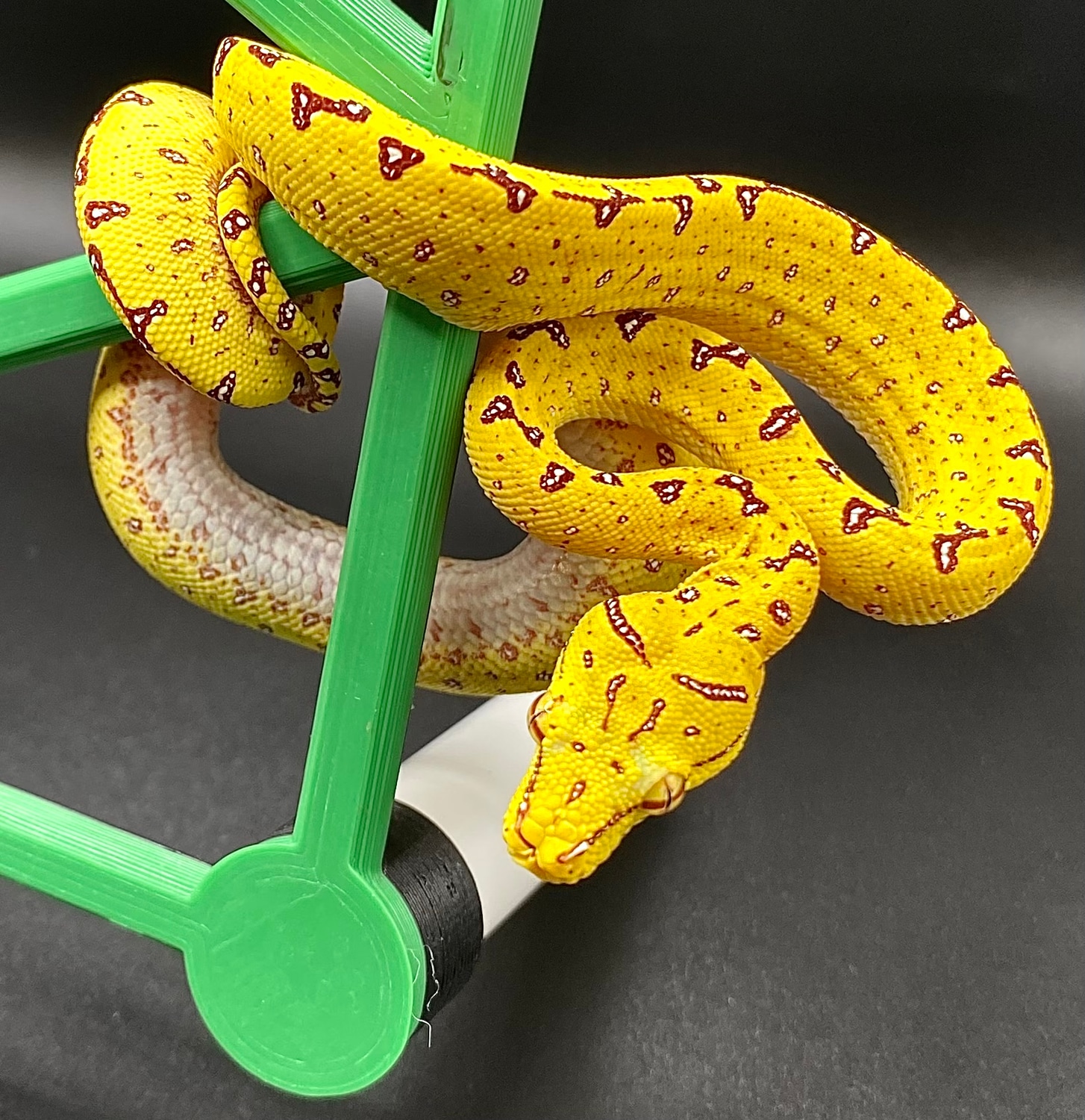 USCB 2022 Sorong X Biak Green Tree Python by Mongrel Reptiles - MorphMarket