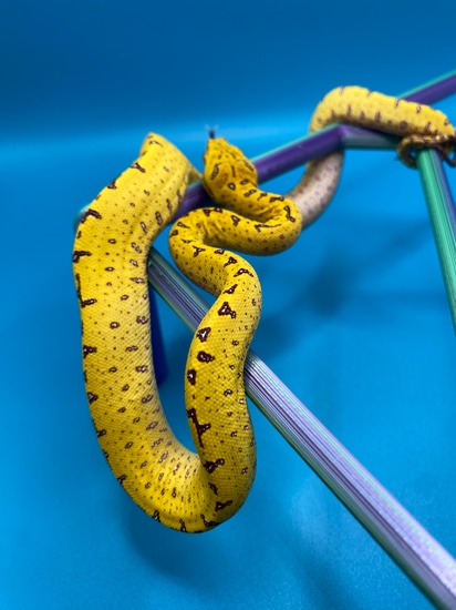 USCBB Sorong Green Tree Python by Mongrel Reptiles