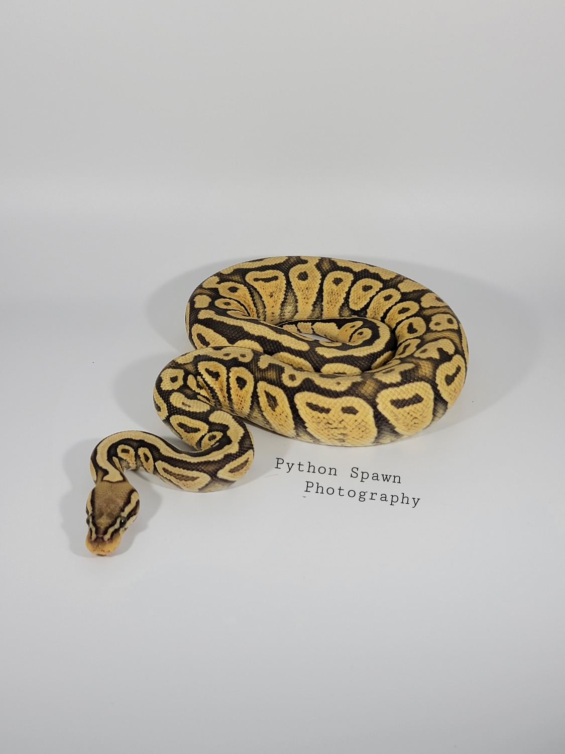 Pastel Orange Ghost Ball Python by Python Spawn - MorphMarket