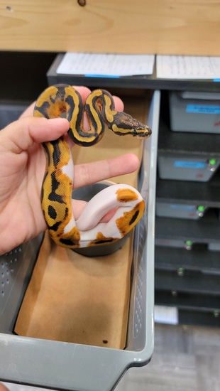 Orange Dream Piebald Ball Python by Python Spawn