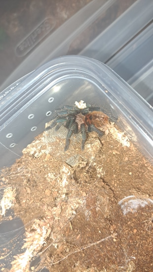 Chromatopelma Cyaneopubescens 1+ Inch DLS Tarantula by Creature Critters