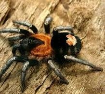 Cyriocosmus Elegans 1 Inch + Tarantula by Conviction Critters - MorphMarket