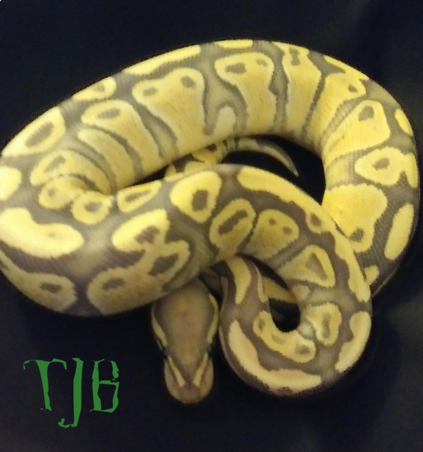 Orange Ghost Fire Ball Python by TJB Ball Pythons - MorphMarket